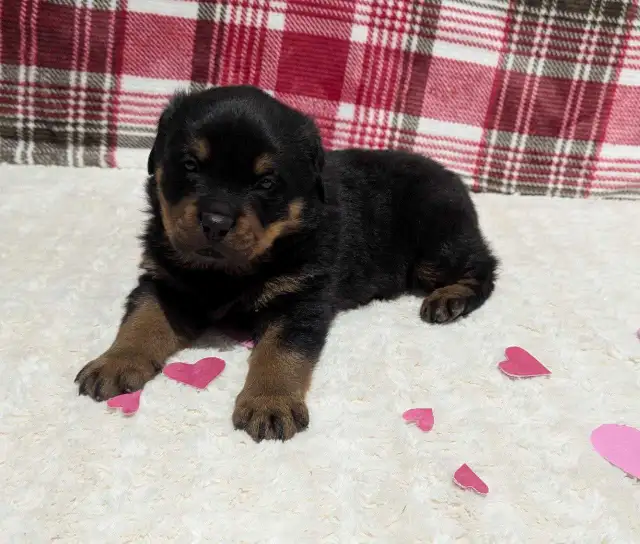 Purebred German Rottweiler | Dogs & Puppies for Rehoming | Kitchener ...