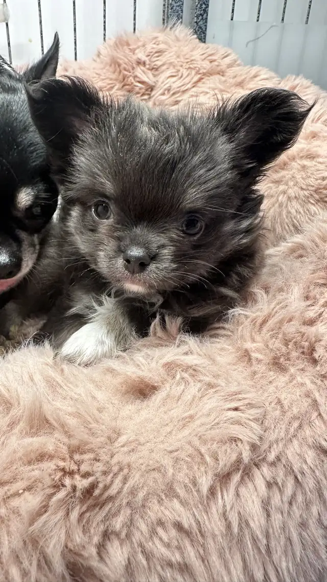 Gorgeous Fancy Blue Tri small Chihuahua male 2000. | Dogs & Puppies for ...