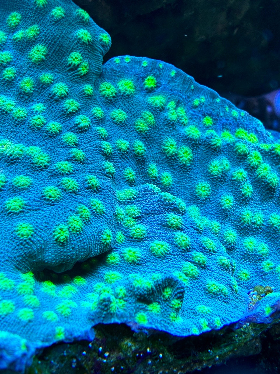 Hollywood Stunner Coral Frags Saltwater Reef Tank | Fish for Rehoming ...