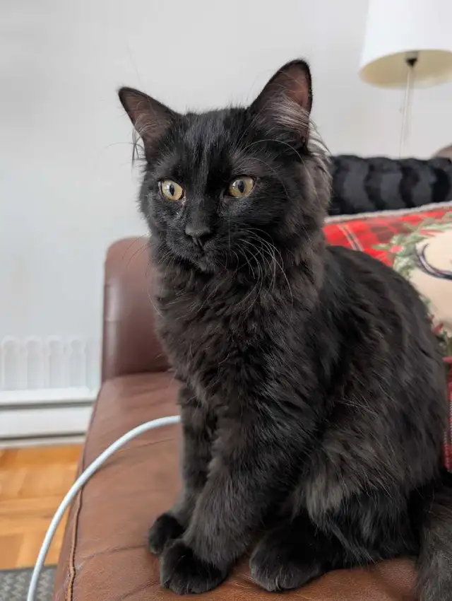 gentille chatte | Cats & Kittens for Rehoming | Laurentides | Free ...