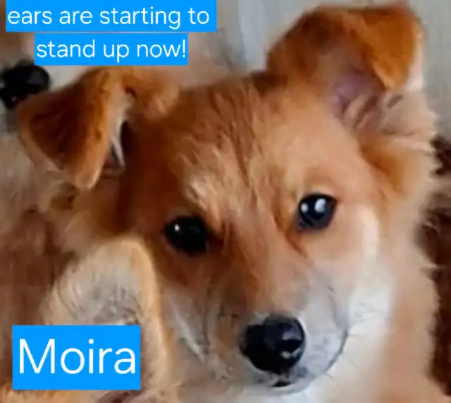 Going Fast!! 6.5 mth (75% - 92% pom) Micro Pomsky Pups | Dogs & Puppies ...