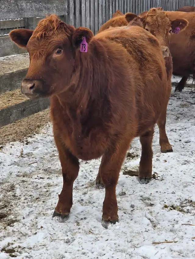 Premium Red Angus X Bred Heifers | Livestock | Lethbridge | Free local ...