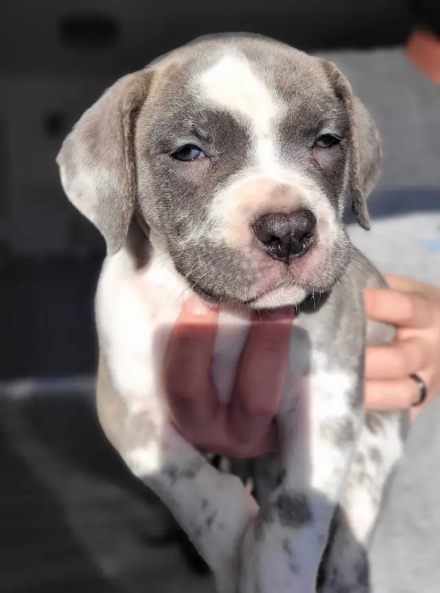 Puppies (Alapaha Blue Blood Bulldog X English Mastiff | Dogs & Puppies ...