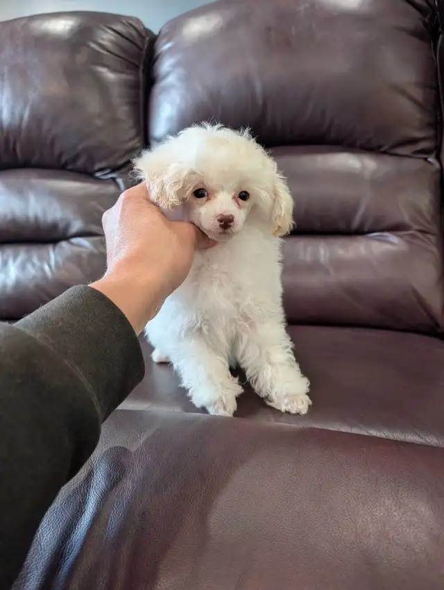 Toy poodle from AKC parents | Dogs & Puppies for Rehoming | Portage la ...