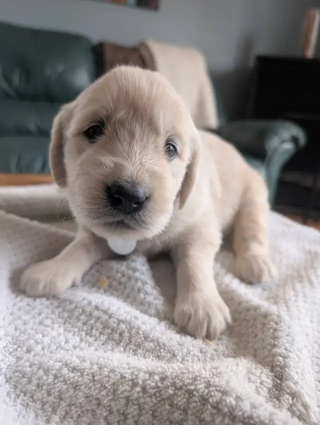 Chiots Golden retriever blancs | Dogs & Puppies for Rehoming ...