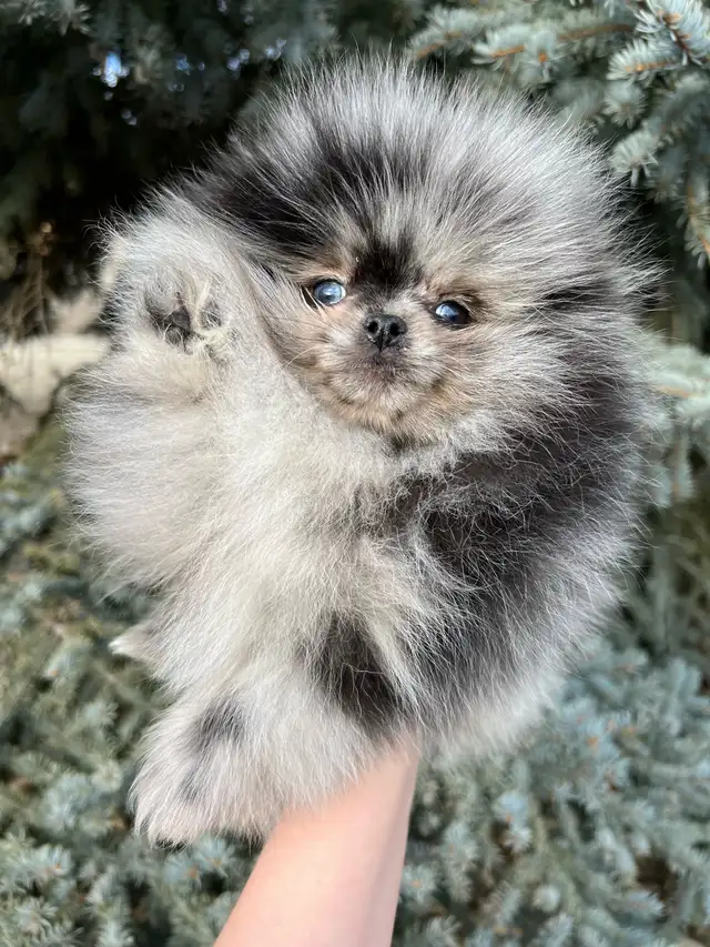 Exclusive quality! Blue merle female Pomeranian | Dogs & Puppies for ...
