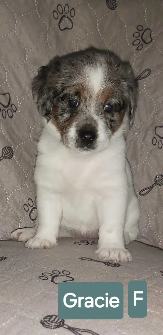 Mini Goldendoodle x Blue Heeler puppies. | Other | Cambridge | Free ...