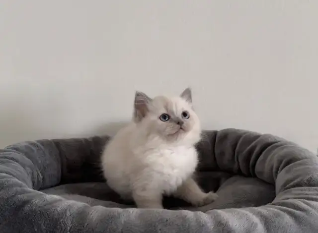 2 Purebred point ragdoll kittens rehoming | Cats & Kittens for Rehoming ...