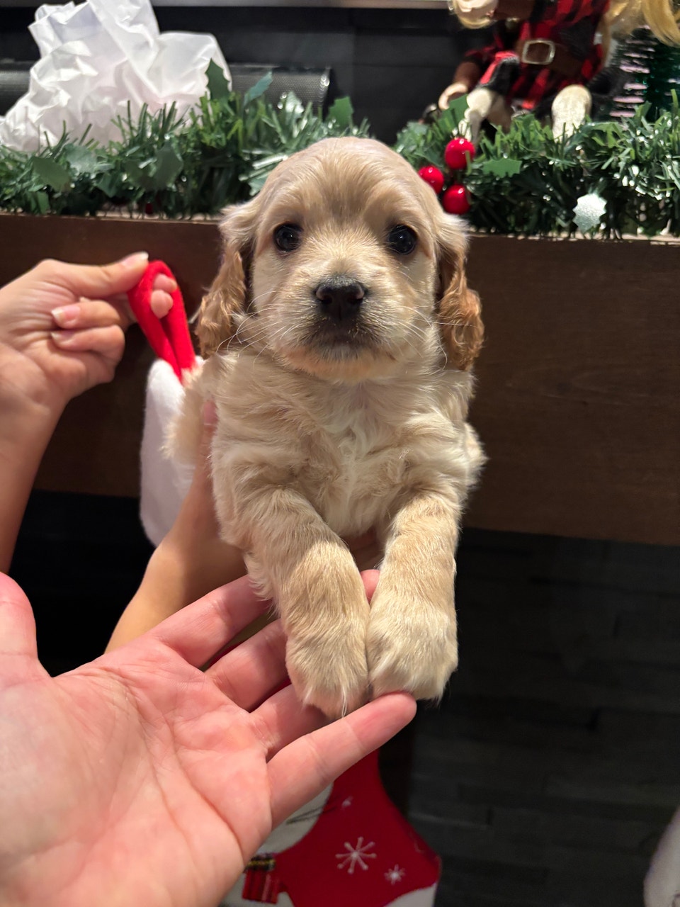 Mini Cockapoo | Dogs & Puppies for Rehoming | Laurentides | Free local ...