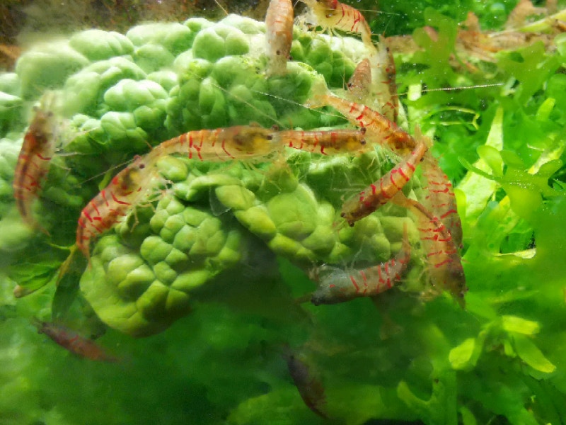 10 crevettes Red Tiger shrimp (caridina) | Poissons à adopter | Laval ...