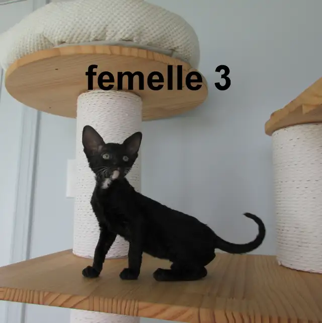 chaton rex cornish prêt a être réservé micropucé vermifugé | Cats ...