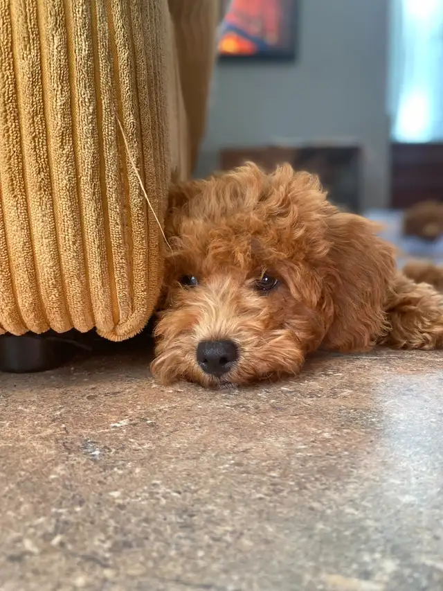 Adorable Toy Goldendoodle Puppies Ready for Their Forever Homes! | Dogs ...