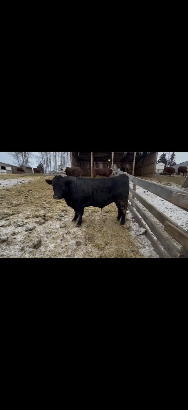 registered Simmental heifer bulls - Fleckvieh and pure Breds ...