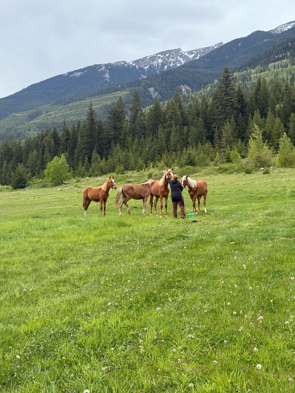 4 yearling draft X | Horses & Ponies for Rehoming | Quesnel | Free ...