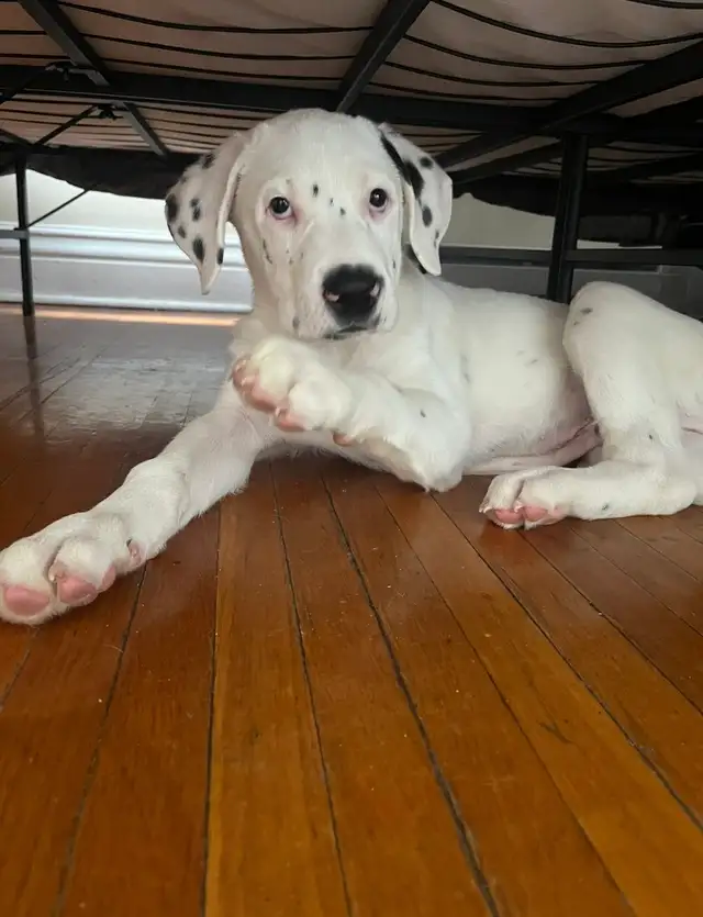 7 month old. Dalmatian- Dogo argintino | Dogs & Puppies for Rehoming ...
