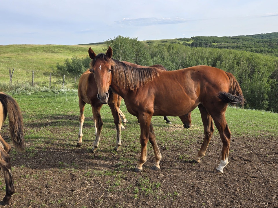 YEARLING - APPENDIX - SORREL FILLY | Horses & Ponies for Rehoming | Red ...