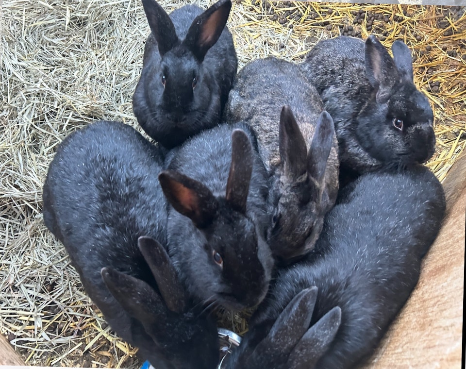 Neutered Male rabbits for sale!! | Small Animals for Rehoming ...