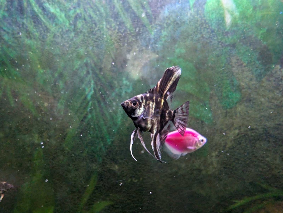 Juvenile Angelfish - Holiday Special $5 Limited quantity | Fish for ...