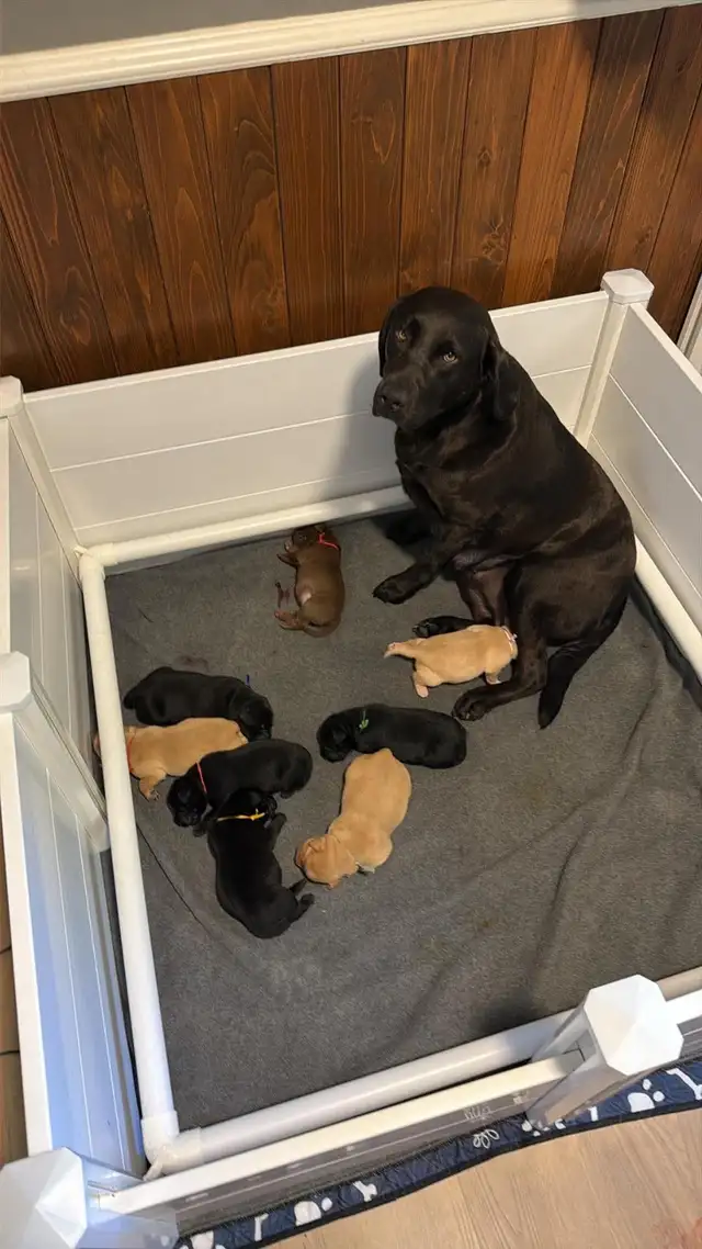 Purebred Labrador puppies for sale | Dogs & Puppies for Rehoming ...