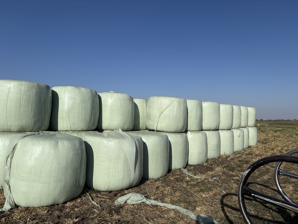 Greenfeed Silage Bales For Sale | Livestock | Calgary | Free local ...