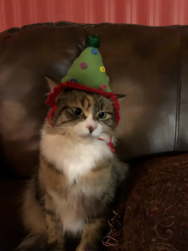 Return Mimo, we met at square one, adult female | Cats & Kittens for ...