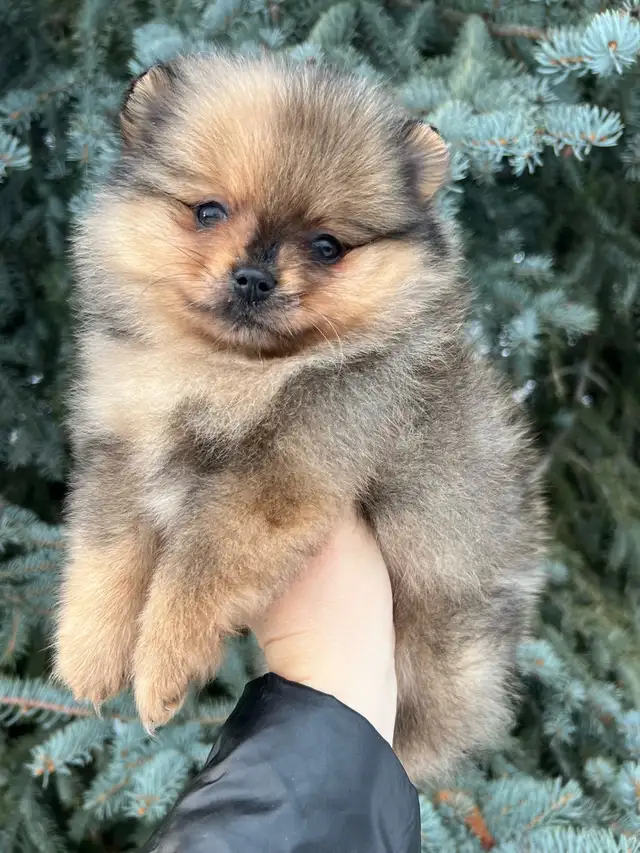 Large selection! Pomeranian males and females. | Dogs & Puppies for ...