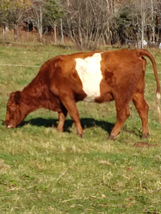 two-year-old-should-be-bred-livestock-fredericton-kijiji
