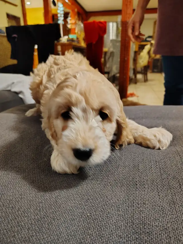 COCKAPOO PUPPIES | Dogs & Puppies for Rehoming | City of Halifax | Free ...