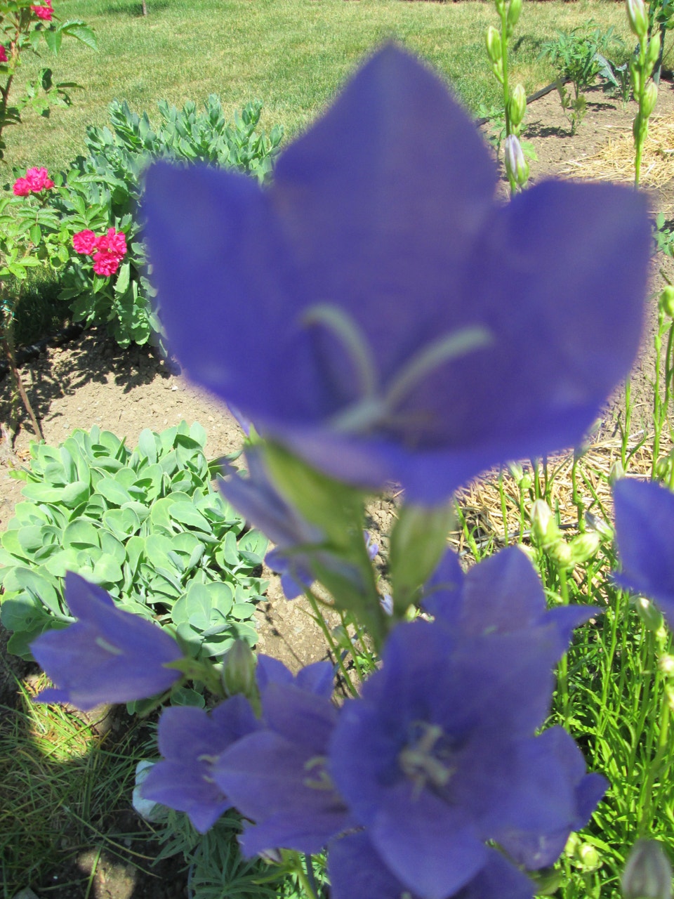 Fleurs vivaces/campanules bleues & + | Plants, Fertilizer & Soil ...