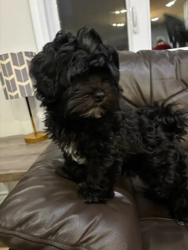 Bébé Shih Poo mâle 3 mois (Shih Tzu x Caniche) 800$ | Dogs & Puppies ...