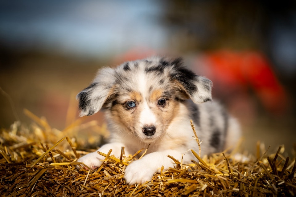 mini berger australien | Dogs & Puppies for Rehoming | City of Montréal ...