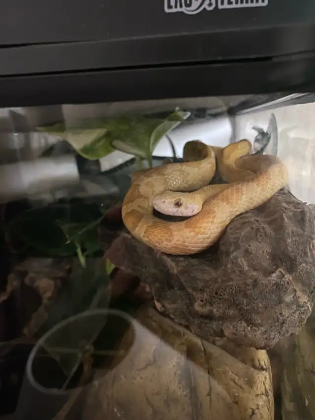 Sundust Corn snake + bioactive setup | Reptiles & Amphibians for ...