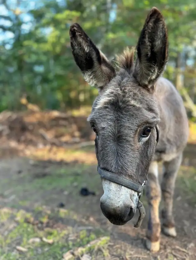 mini Jenny donkey | Horses & Ponies for Rehoming | Sudbury | Free local ...