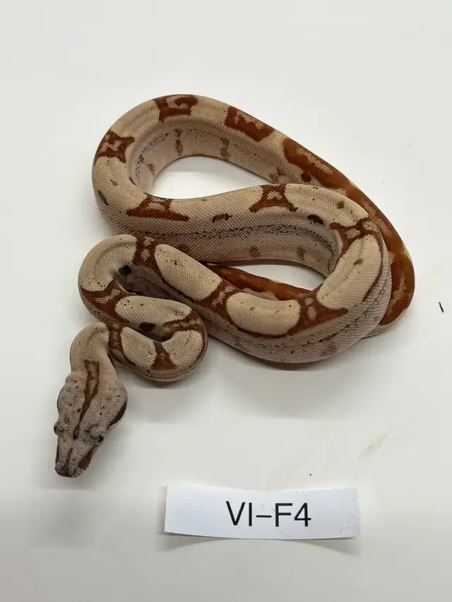 Boas and super dwarf retics | Reptiles & Amphibians for Rehoming | City ...