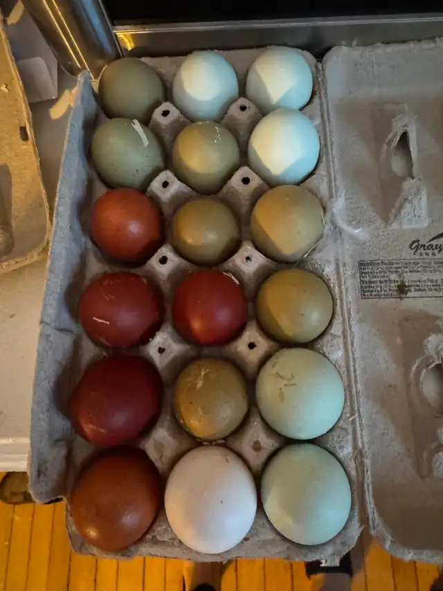 Mix breed hatching eggs | Livestock | Owen Sound | Free local ...