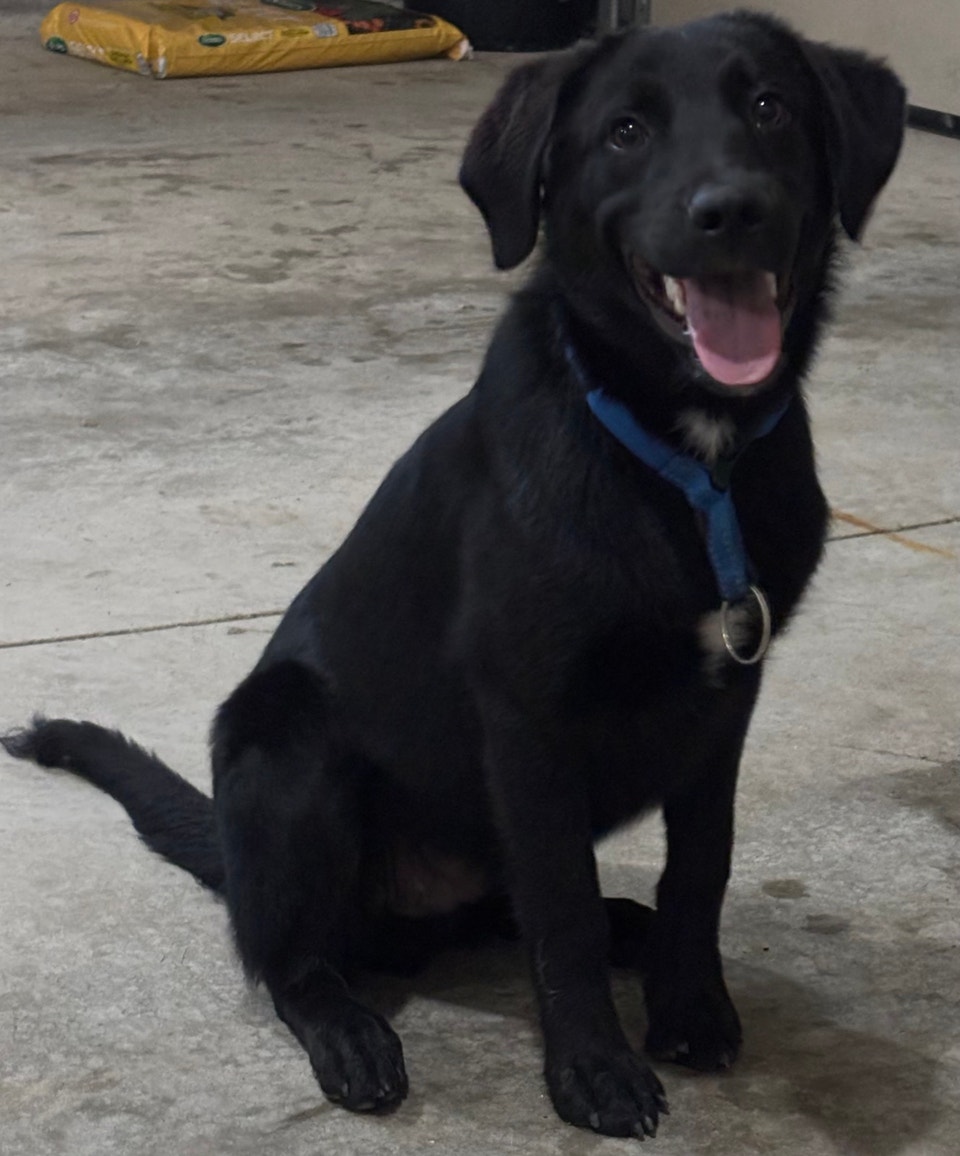 Labrador Retriever Puppy | Dogs & Puppies for Rehoming | London | Free ...