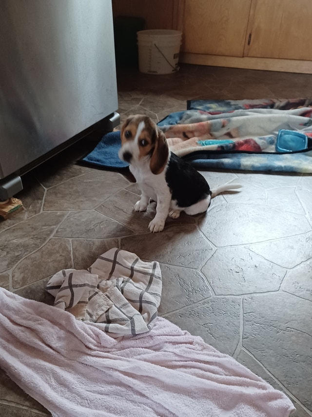 One 9 Week Old Female Beagle Pup | Dogs & Puppies for Rehoming | Cape ...