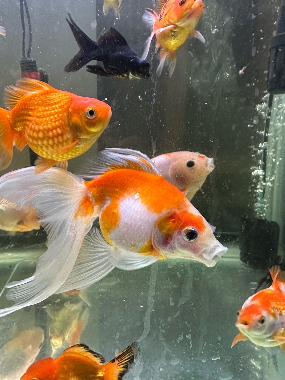 Pearlscale goldfish 5 inches | Fish for Rehoming | City of Toronto ...