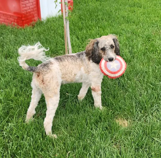 11 month old male neutered Moyen poodle | Dogs & Puppies for Rehoming ...
