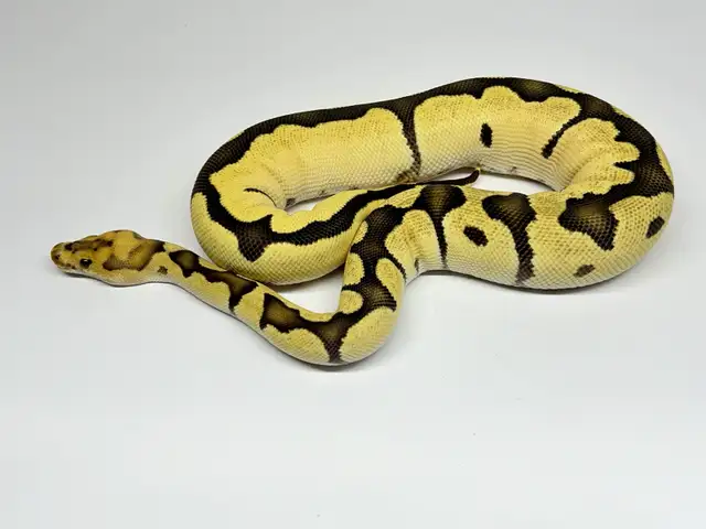 Orange Dream Fire Clown het DG G-Stripe female ball python. | Reptiles ...