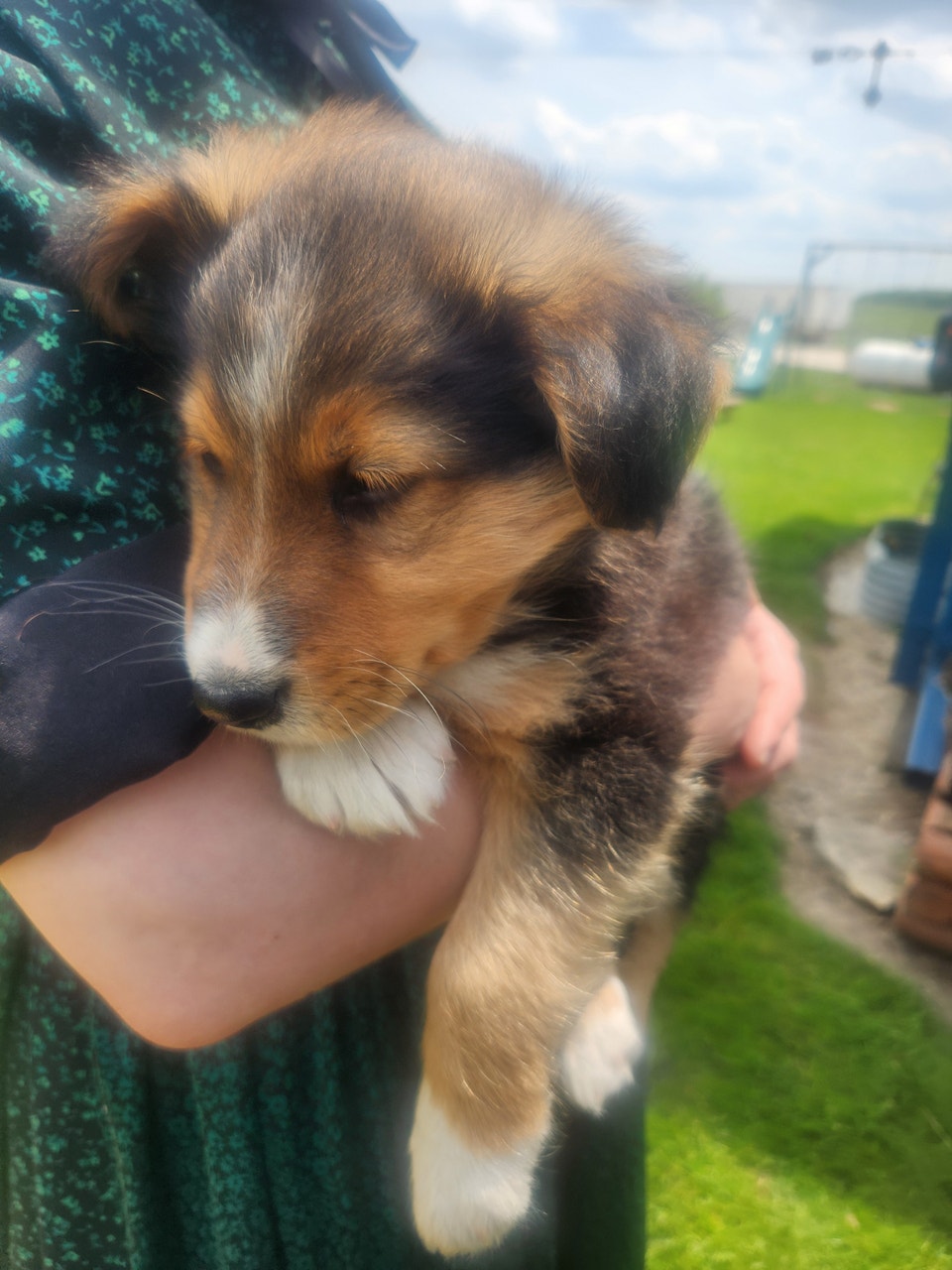 Purebred Sheltie pup!! | Dogs & Puppies for Rehoming | Barrie | Free ...