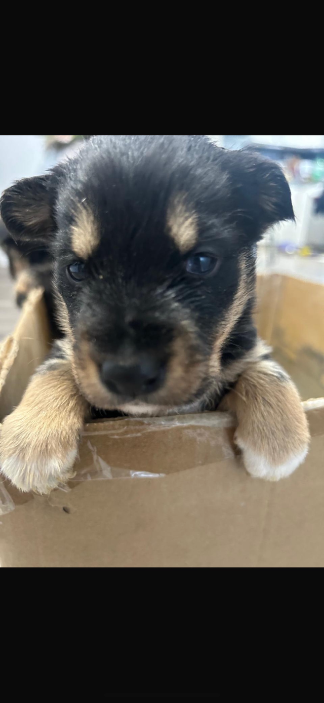 Female German shepherd cross bred pup | Dogs & Puppies for Rehoming ...