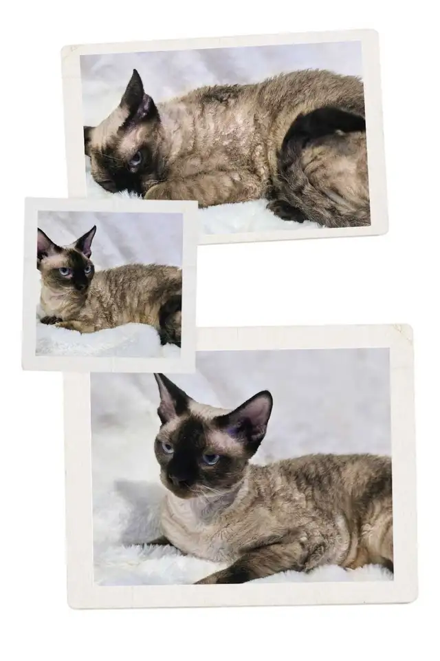 sphynx.bambino/devon rex 2,000$. tous fertile des males | Cats ...