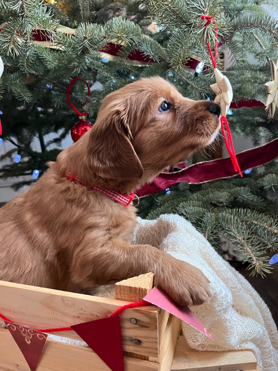 Red Golden Retriever Puppies - Northern Alberta | Dogs & Puppies for ...