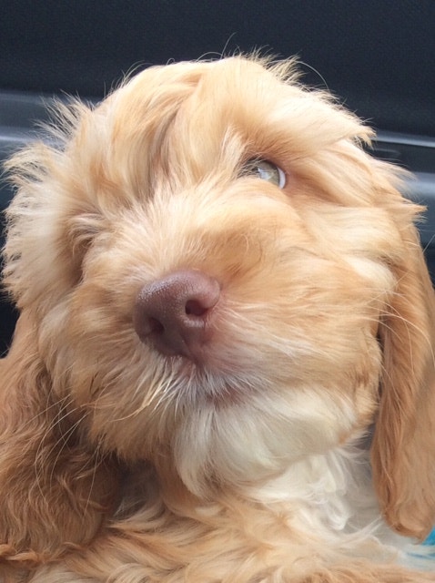 Cockapoo female | Dogs & Puppies for Rehoming | Belleville | Kijiji