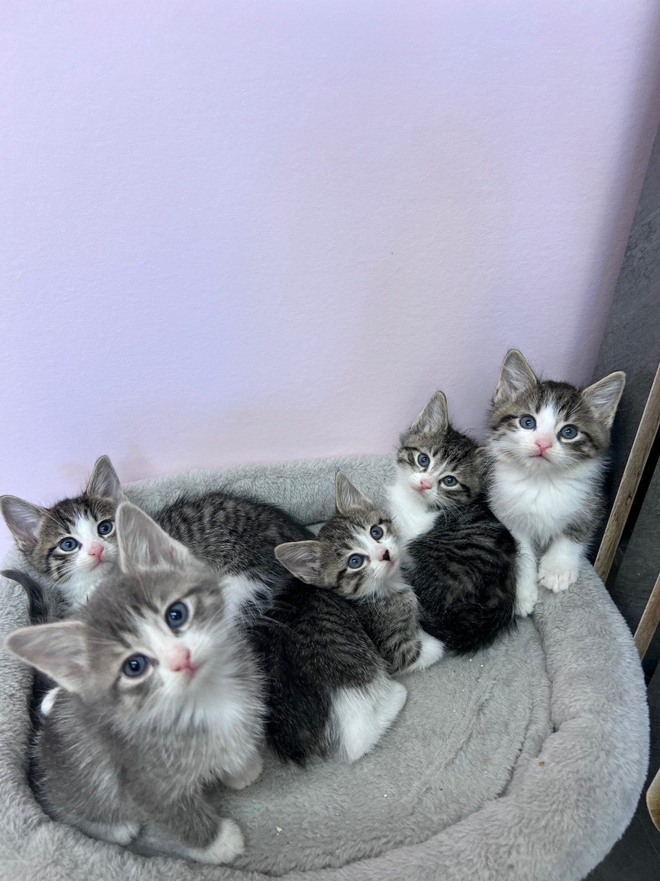 Urgent vente portée Siberex avec maman cause operation dois dimi | Cats ...