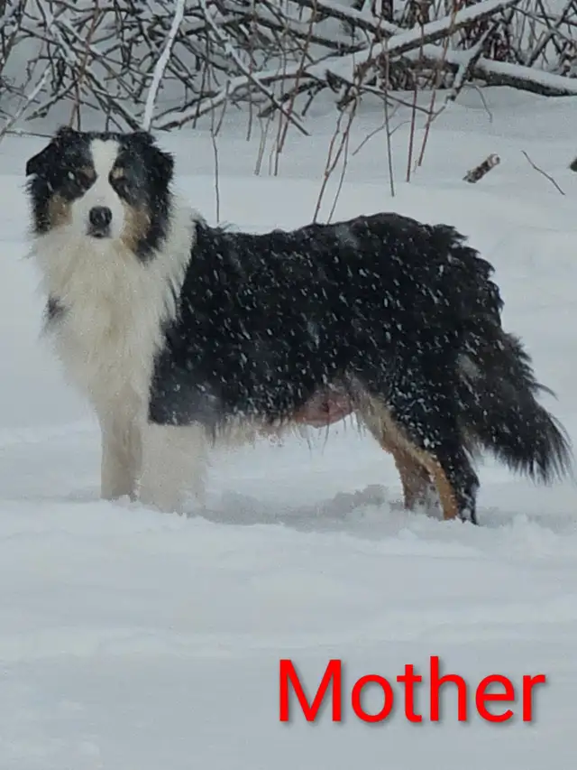 CKC Registered Australian Shepherd Puppies Ready to Go! | Dogs ...