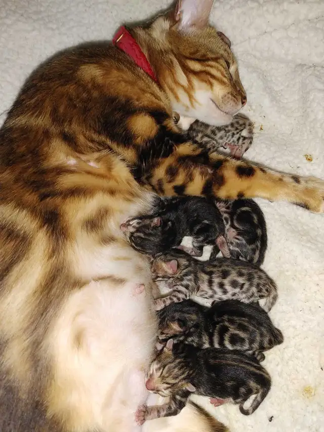 Chatons Bengals pure race | Cats & Kittens for Rehoming | Laurentides ...