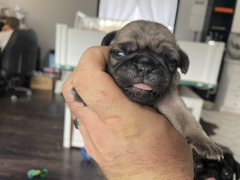 Pure pugs! 4 left! Ready for homes Sept 4! | Dogs & Puppies for ...