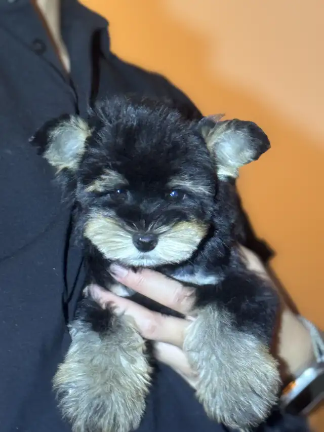Toy schnauzer puppies looking for new home | Dogs & Puppies for ...